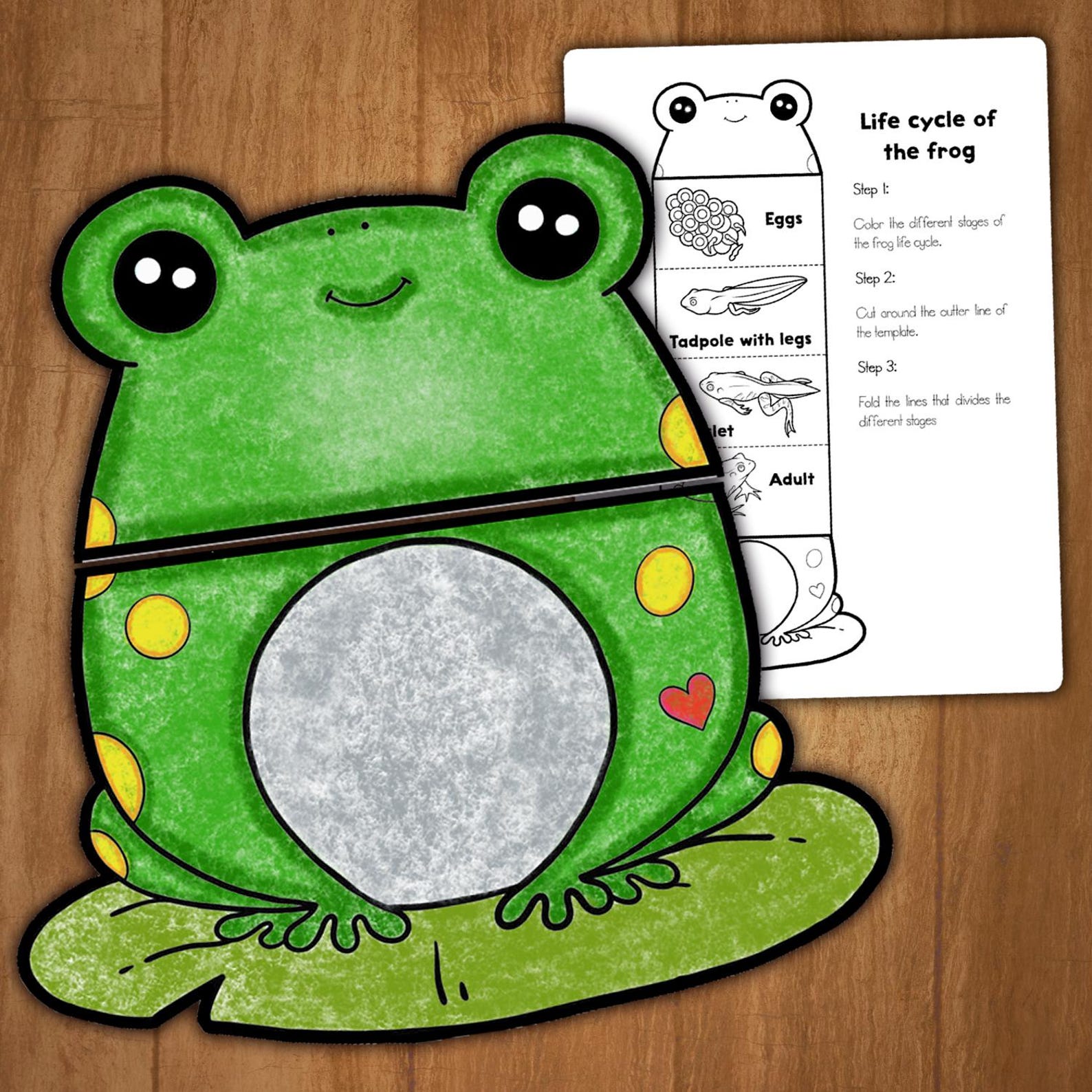 Frog Life Cycle Craft Foldable Template | Life Cycle of a Frog Activity ...