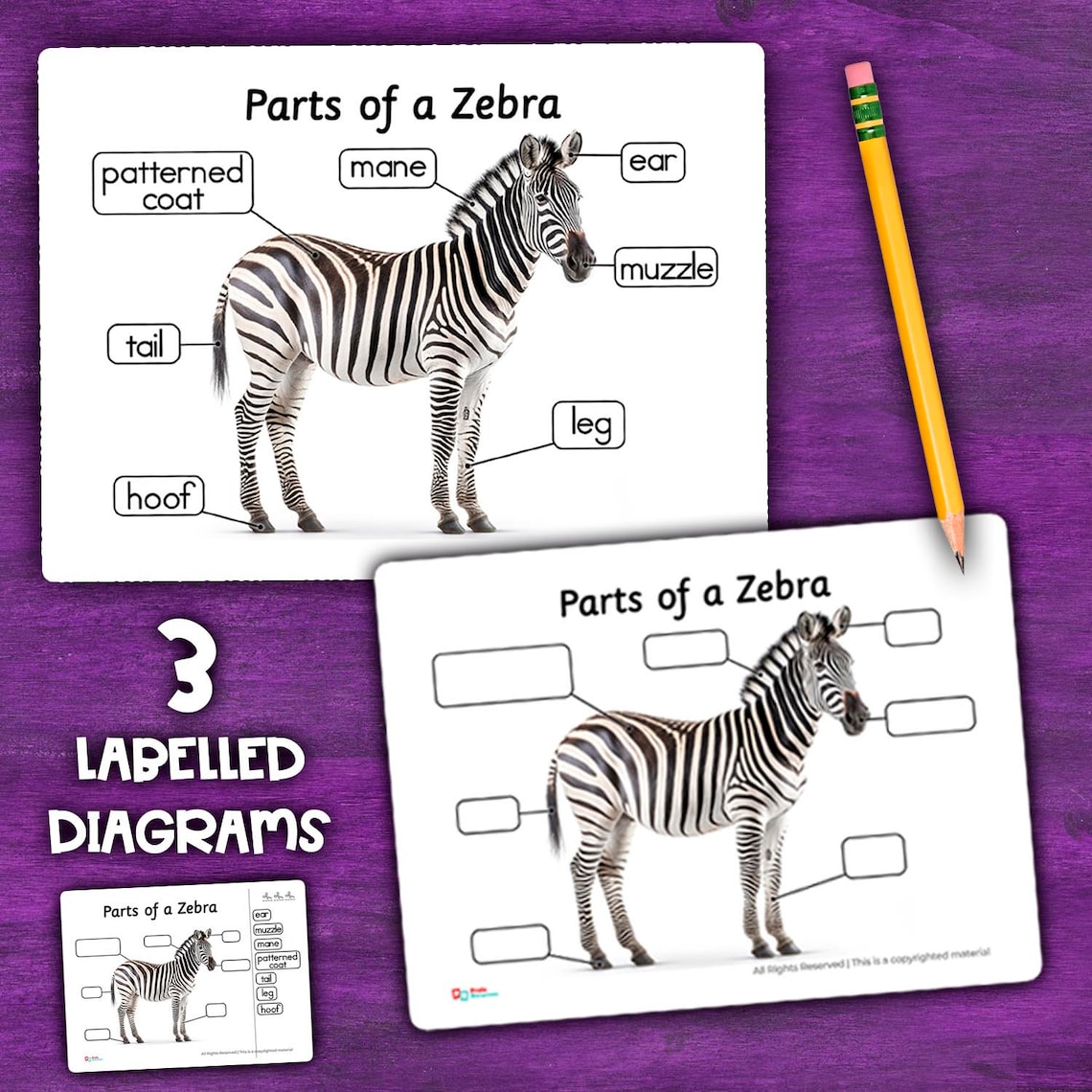 Zebra Anatomy Parts Zebra Diagram Zebra Parts Display Poster All About ...
