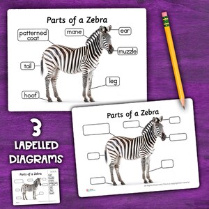 Zebra Anatomy Parts Zebra Diagram Zebra Parts Display Poster All About ...