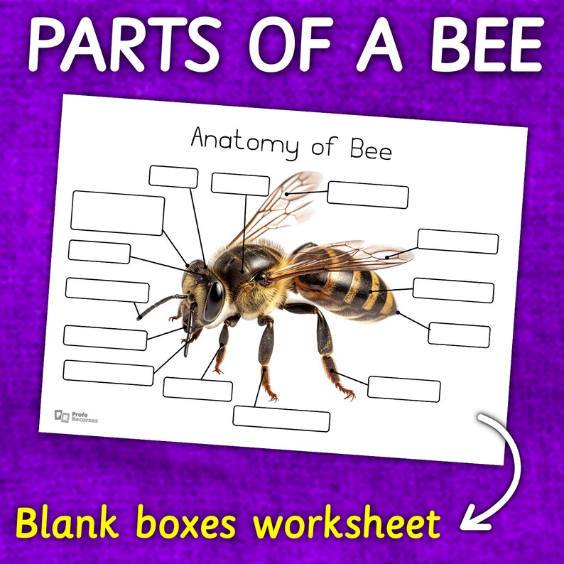 Parts of a Bee | Bee Anatomy Diagram | Labeled Diagram of a Bee - Etsy