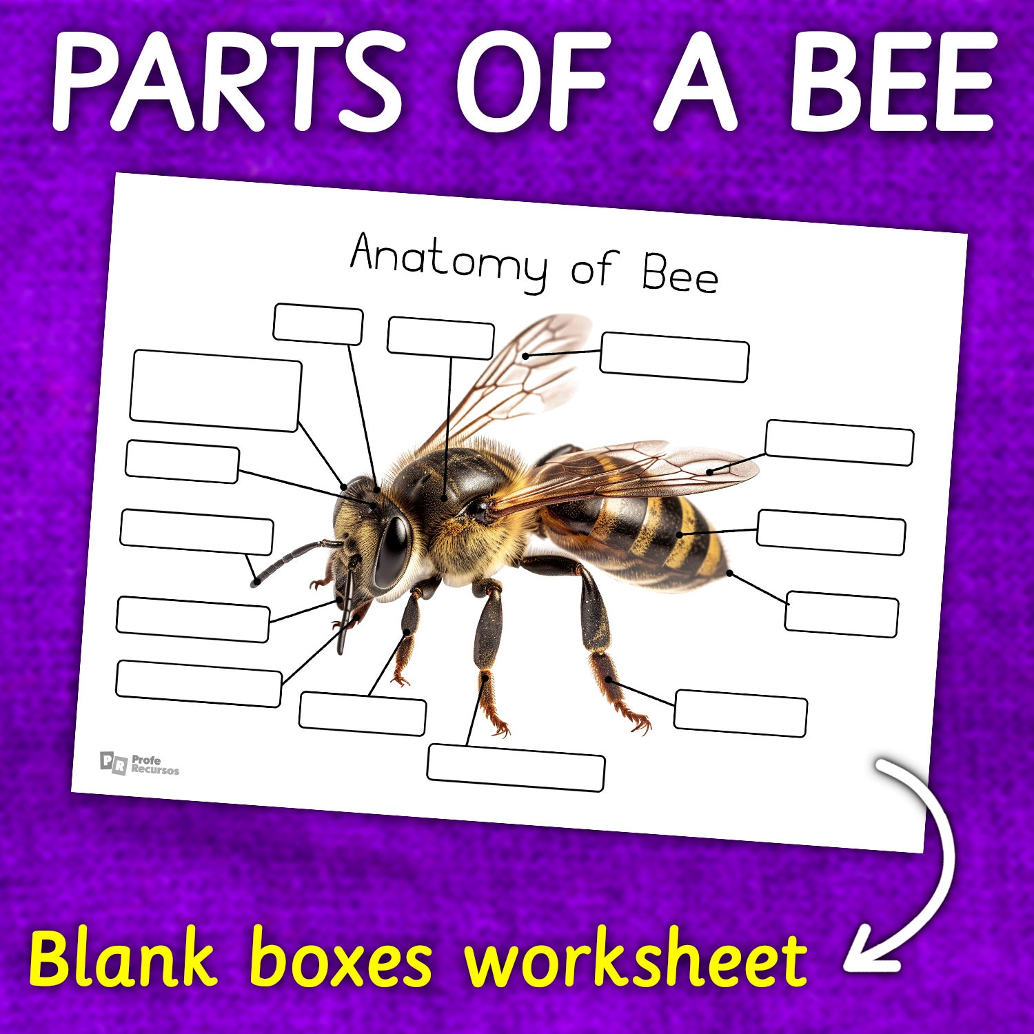 Parts of a Bee | Bee Anatomy Diagram | Labeled Diagram of a Bee - Etsy