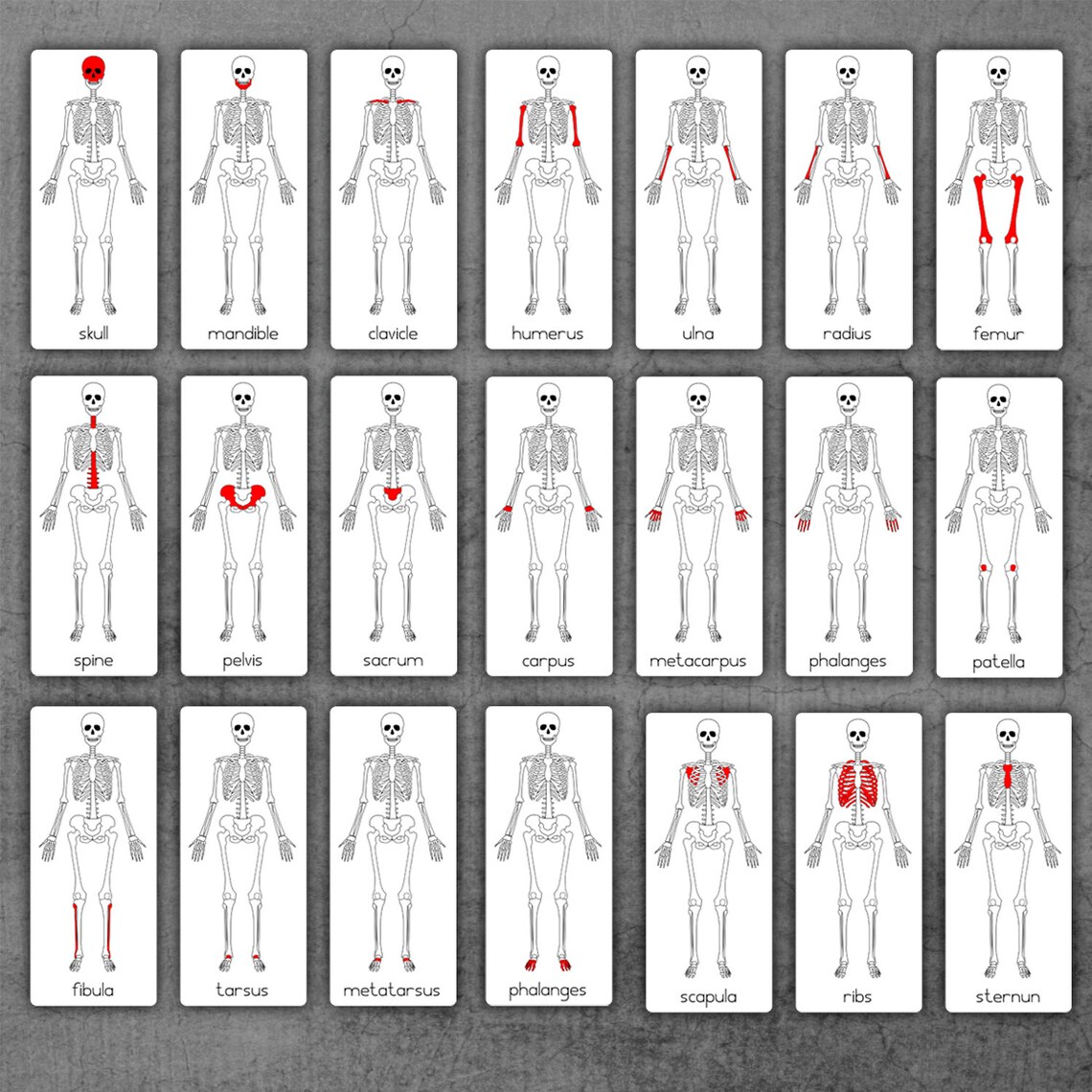 Skeletal System Flashcards | Bones Flashcards | Nomenclature Cards ...