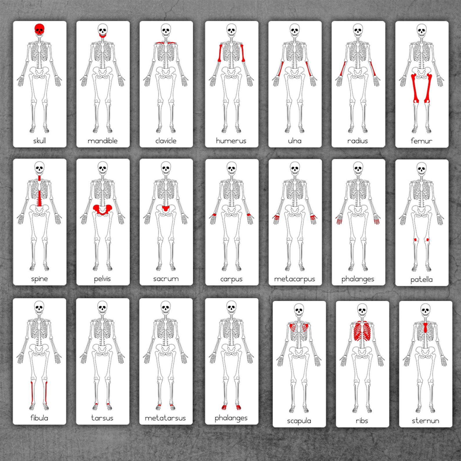 Skeletal System Flashcards | Bones Flashcards | Nomenclature Cards ...