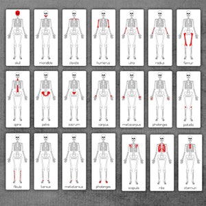 Skeletal System Flashcards | Bones Flashcards | Nomenclature Cards ...