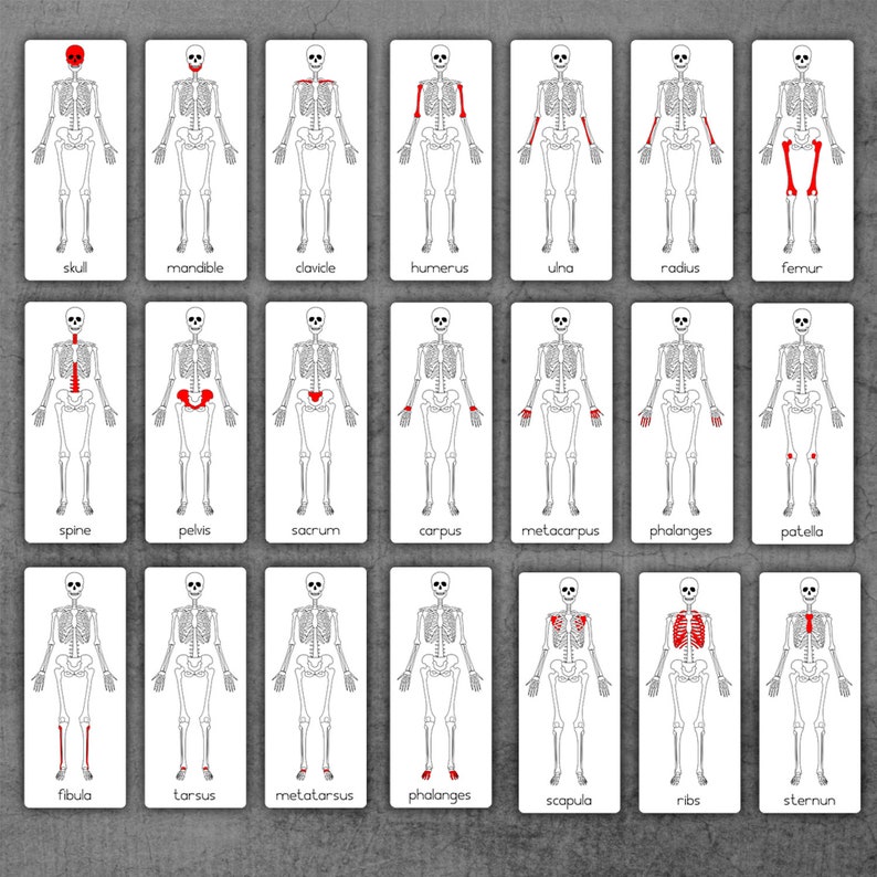 Skeletal System Flashcards | Bones Flashcards | Nomenclature Cards ...