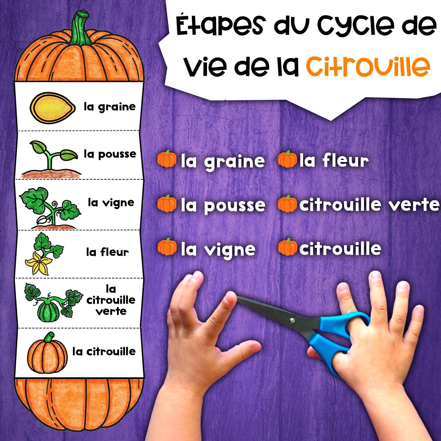 French Pumpkin Life Cycle Craft | Cycle De Vie De Citrouille Maternelle ...