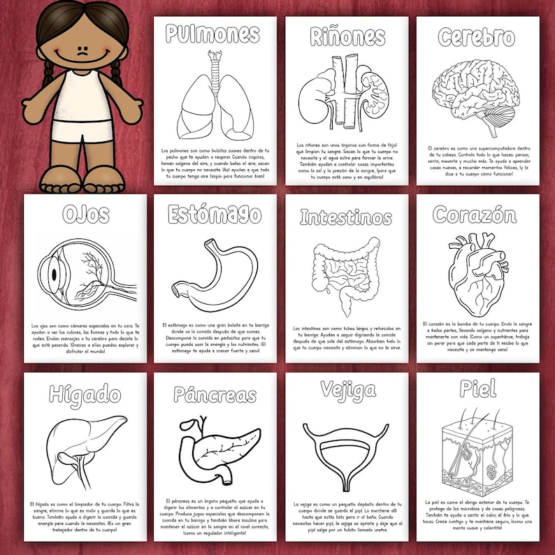 Spanish Body Organs & Body Parts Coloring Pages | Organs and Body Parts ...