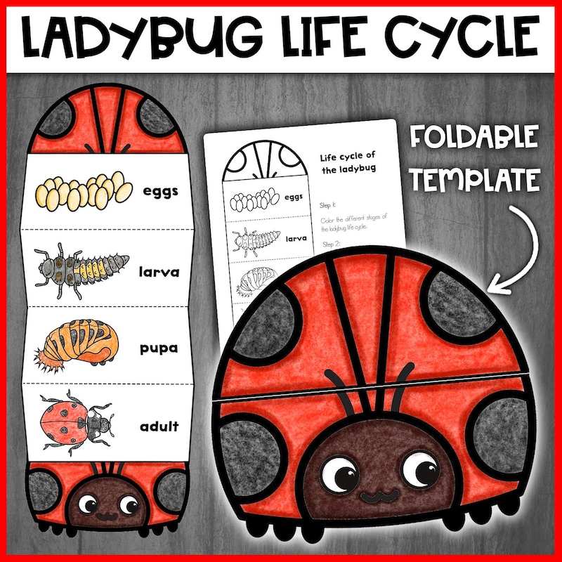 Life Cycle of a Ladybug - Etsy
