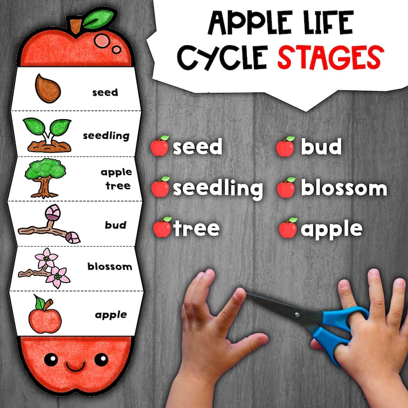 Apple Life Cycle Activity Craft | Life Cycle of an Apple | Apple Tree ...