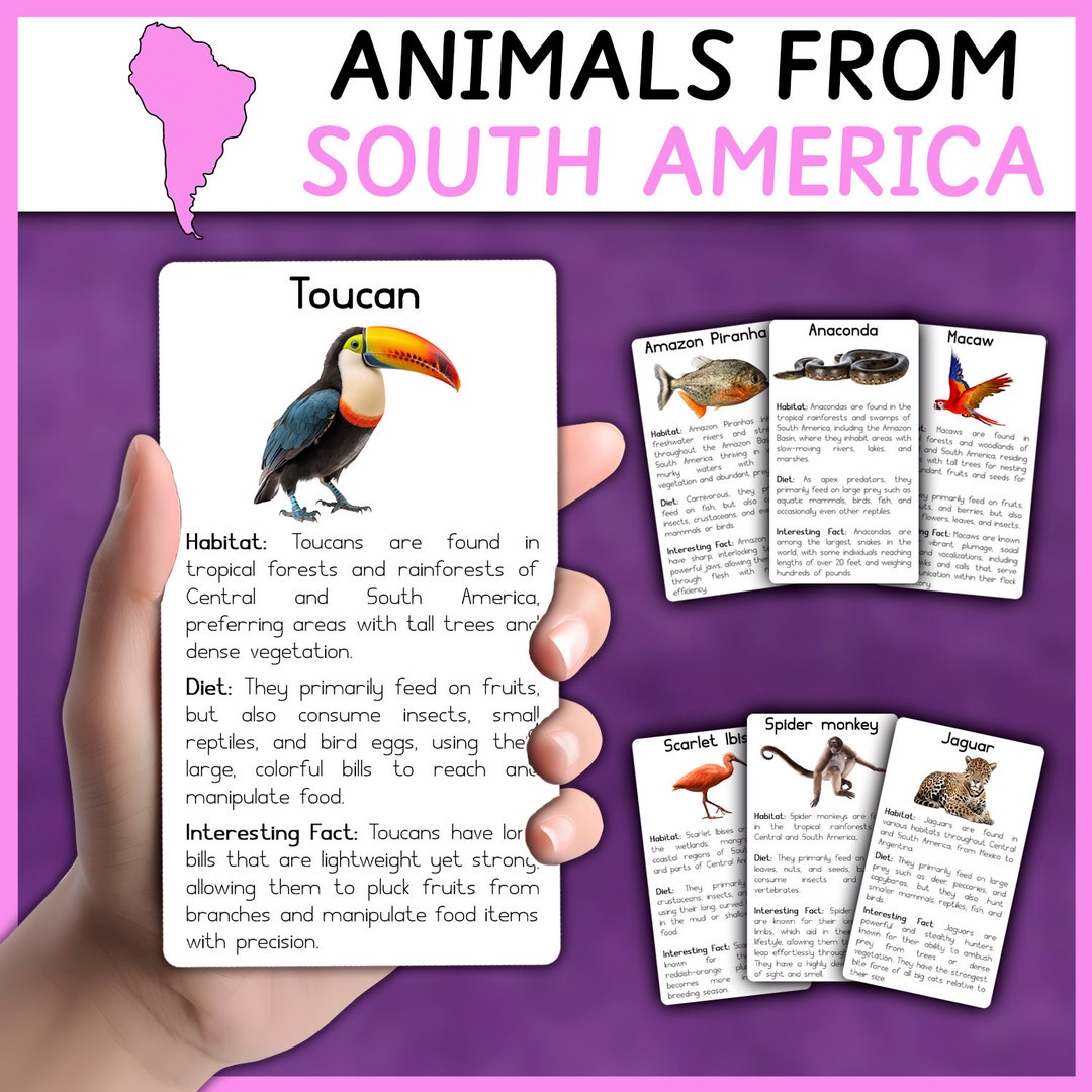 South American Animals | Animals From South America | Flashcards ...