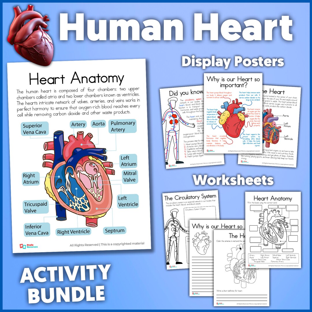 Human Heart Activity Bundle Heart Activities for Kids Human Heart ...