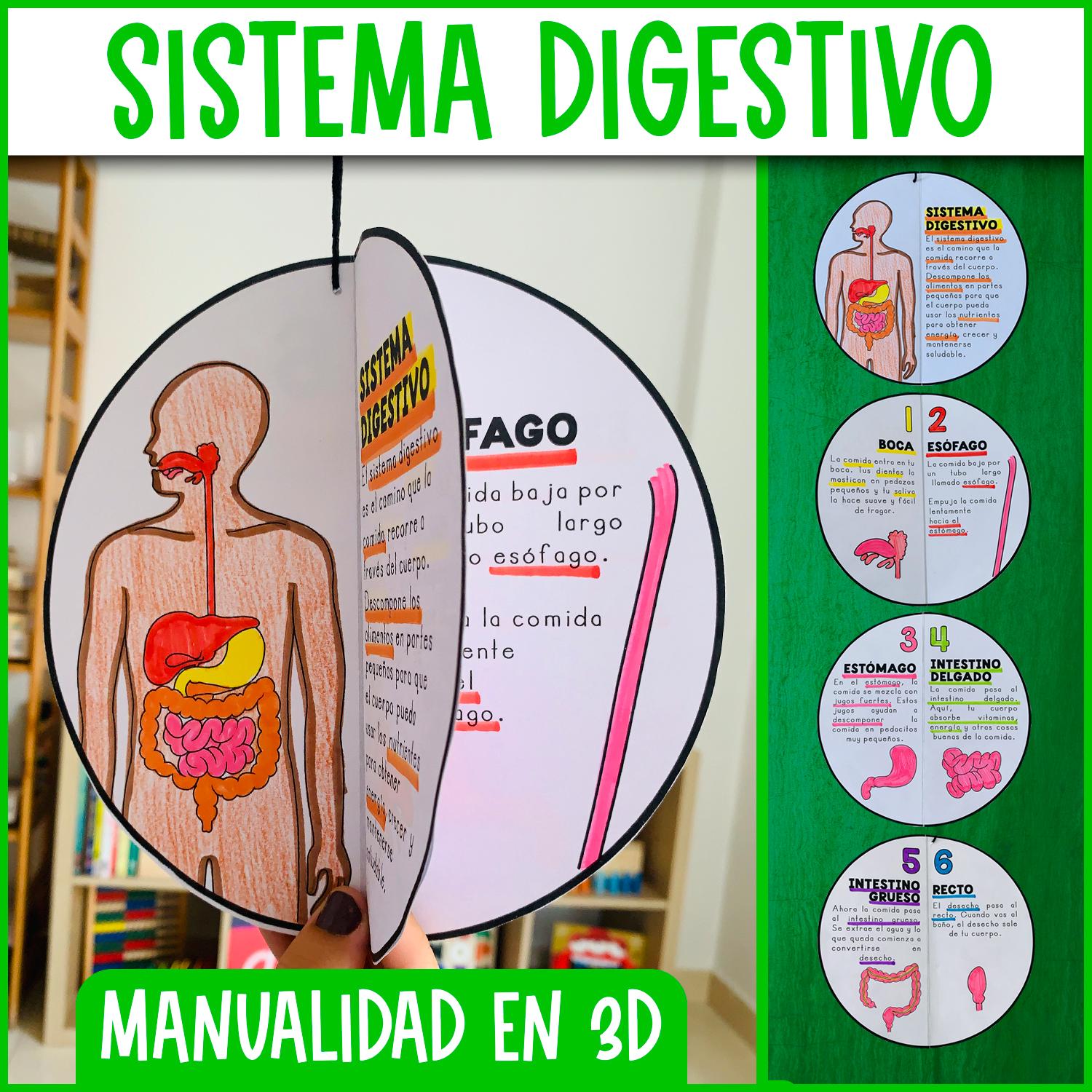 Human Body Activities Pack | Digestive System, Excretory System ...