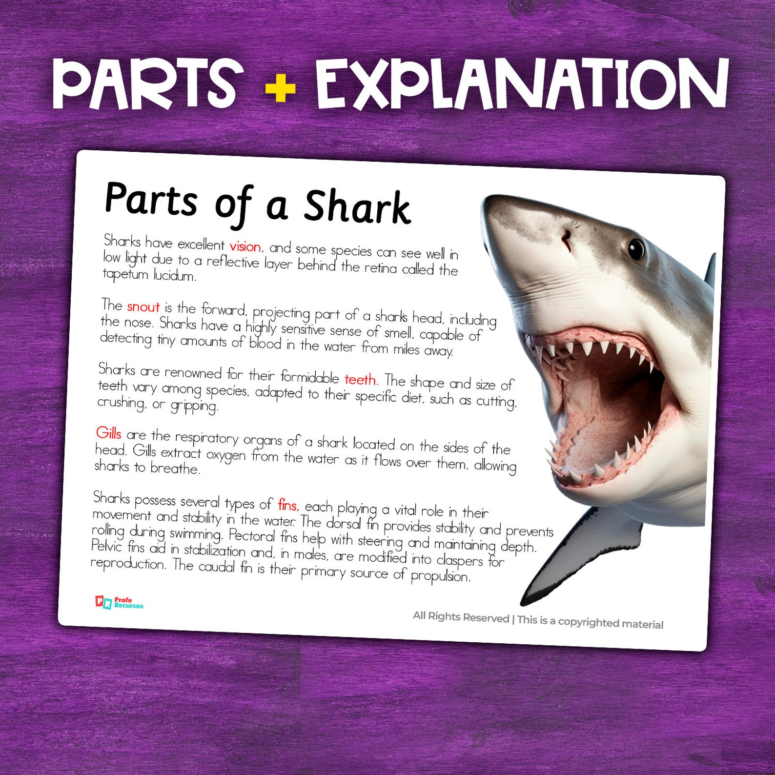 Parts of a Shark Parts Anatomy of a Shark Diagram Shark Labeled Shark ...