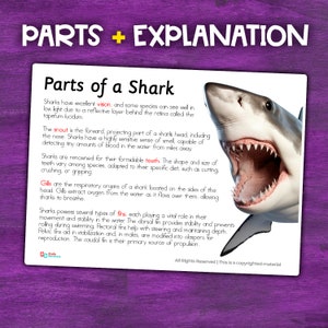 Parts of a Shark Parts Anatomy of a Shark Diagram Shark Labeled Shark ...