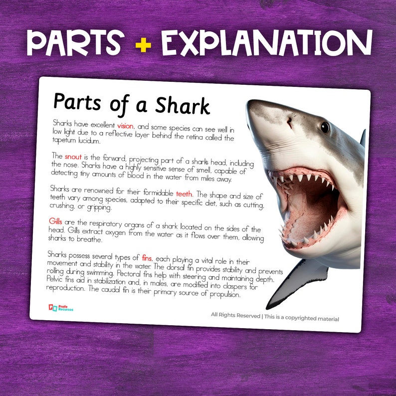 Parts of a Shark Parts Anatomy of a Shark Diagram Shark Labeled Shark ...