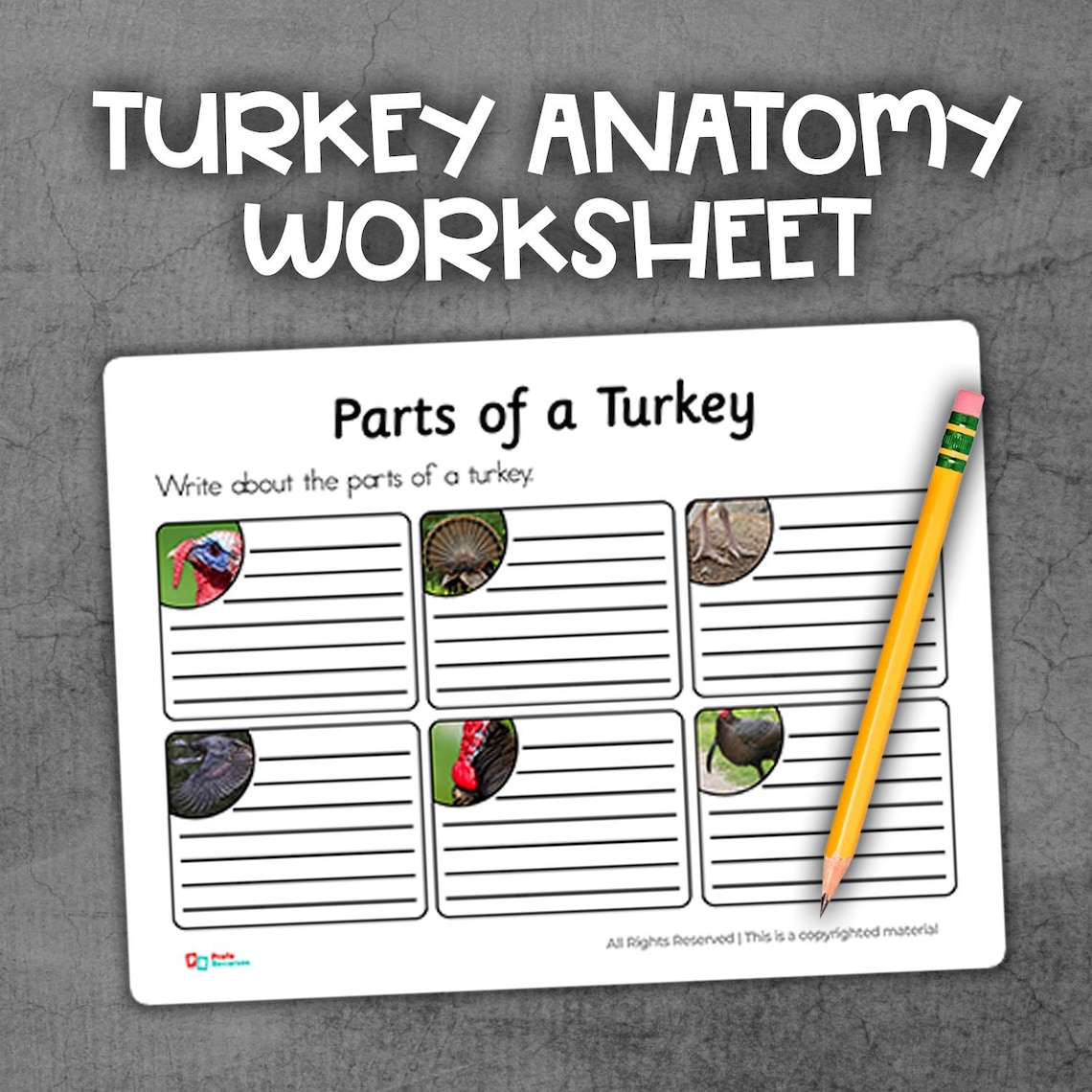 Turkey Anatomy Parts Turkey Body Parts Labeled Turkey Diagram Turkey ...