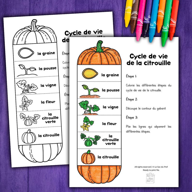 French Pumpkin Life Cycle Craft | Cycle De Vie De Citrouille Maternelle ...