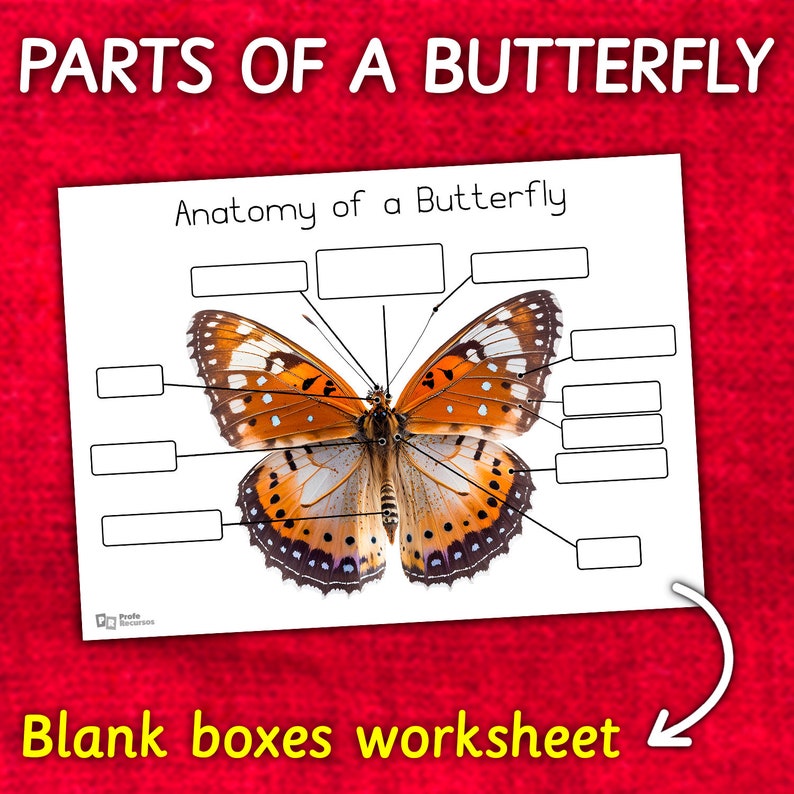 Parts of a Butterfly Butterfly Anatomy Diagram REAL IMAGE Labeled ...