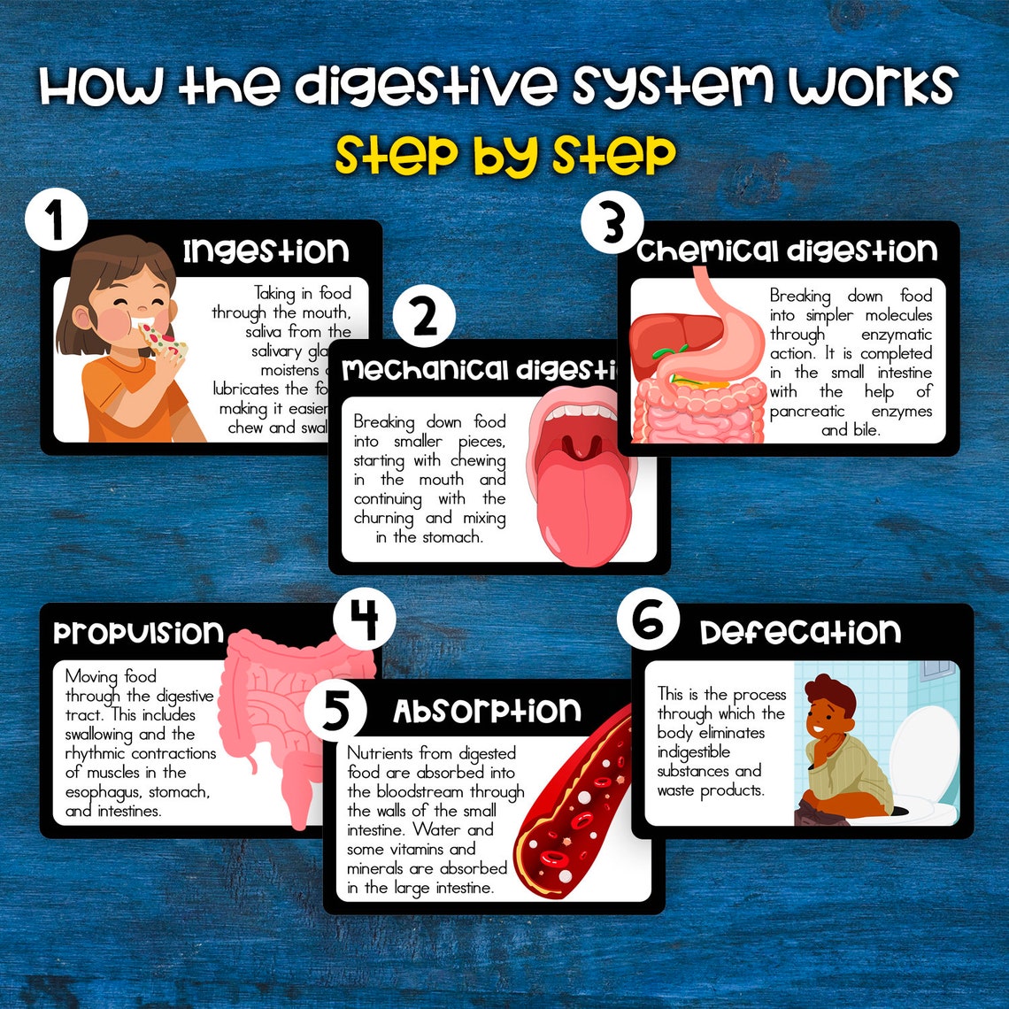 Digestive System Sequencing Cards How Digestive System Works Digestive ...