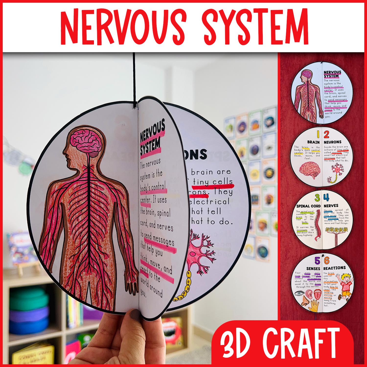 Human Body Systems Science Activities | Science 3D Craft Activity ...