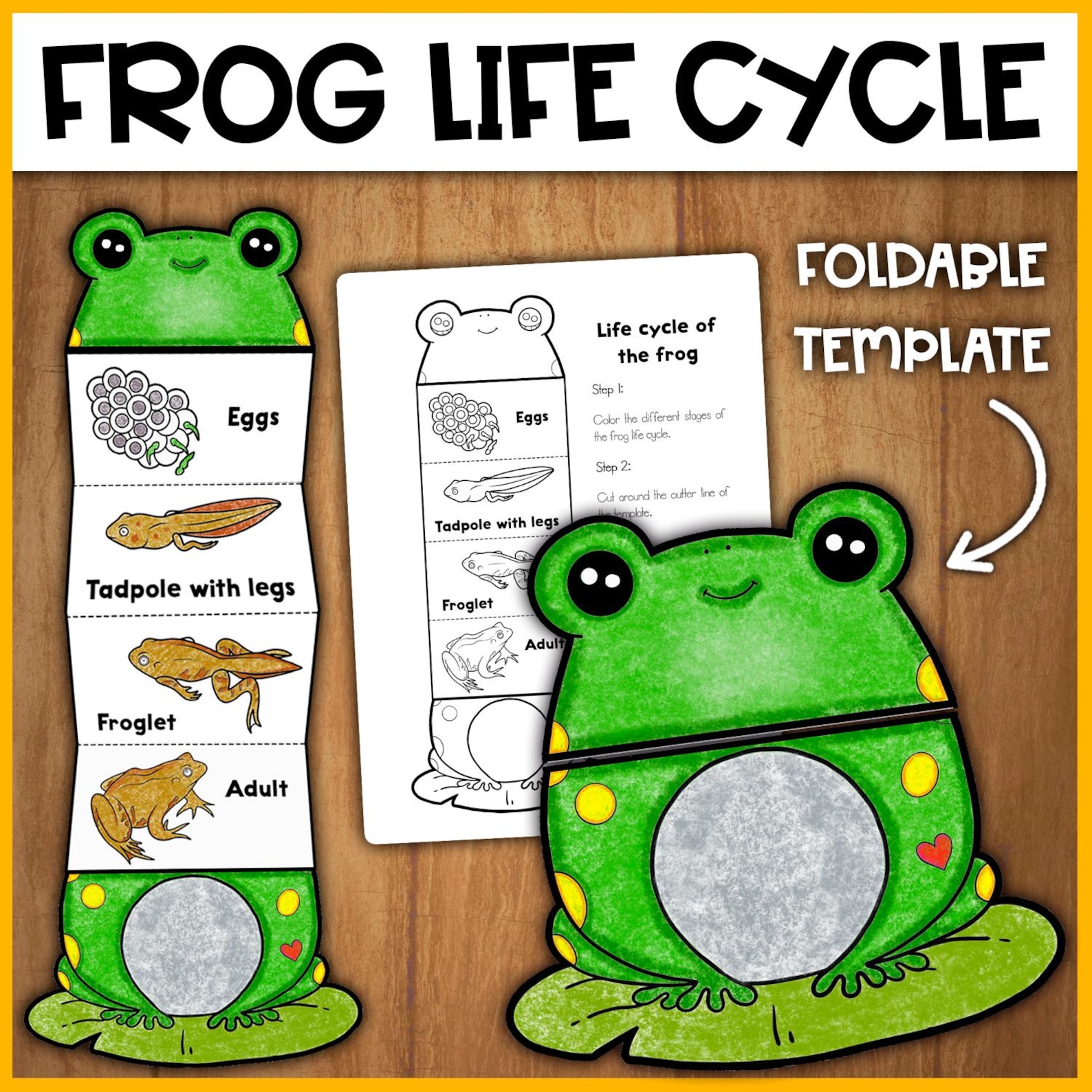 Frog Life Cycle Craft Foldable Template | Life Cycle of a Frog Activity ...