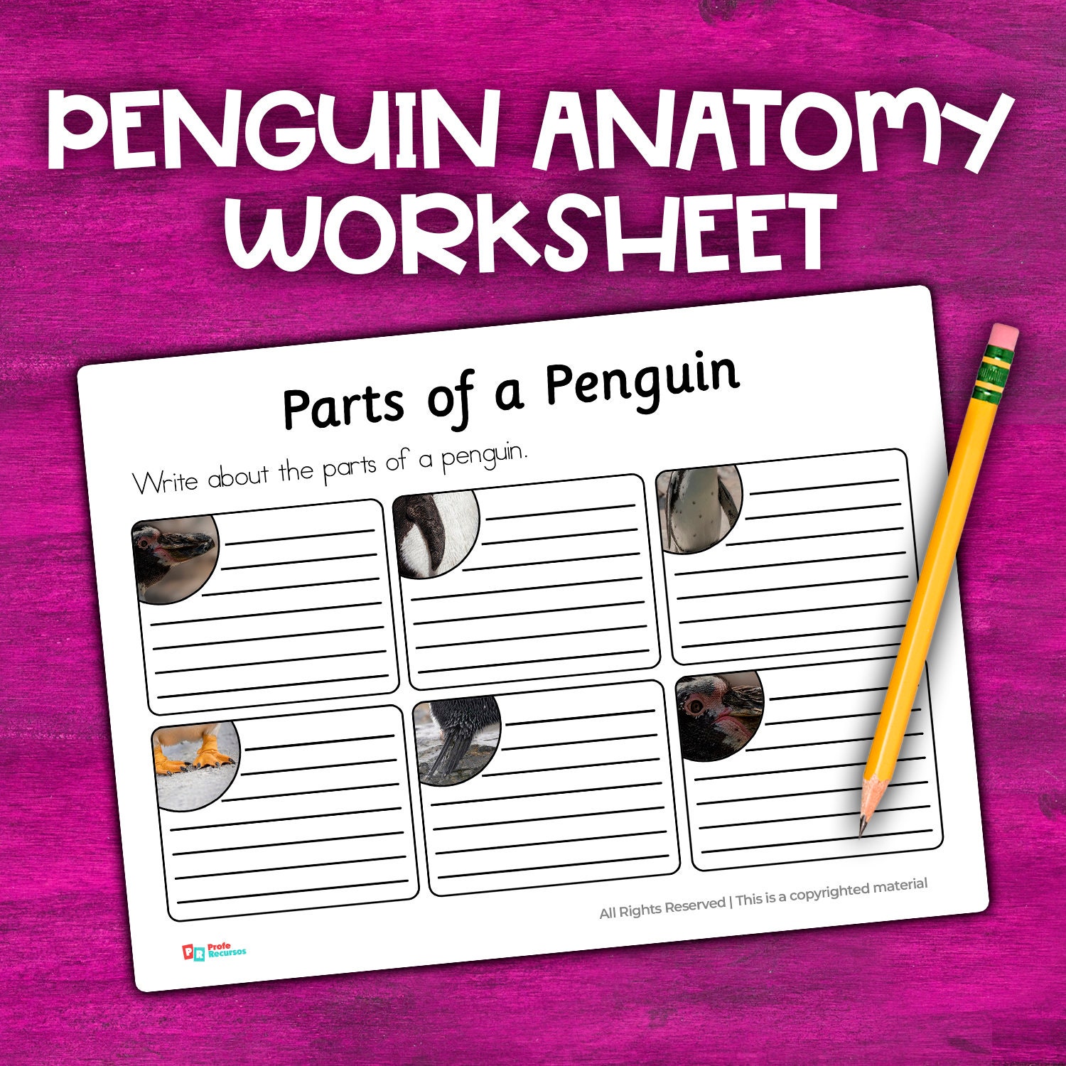 Parts Of A Penguin
