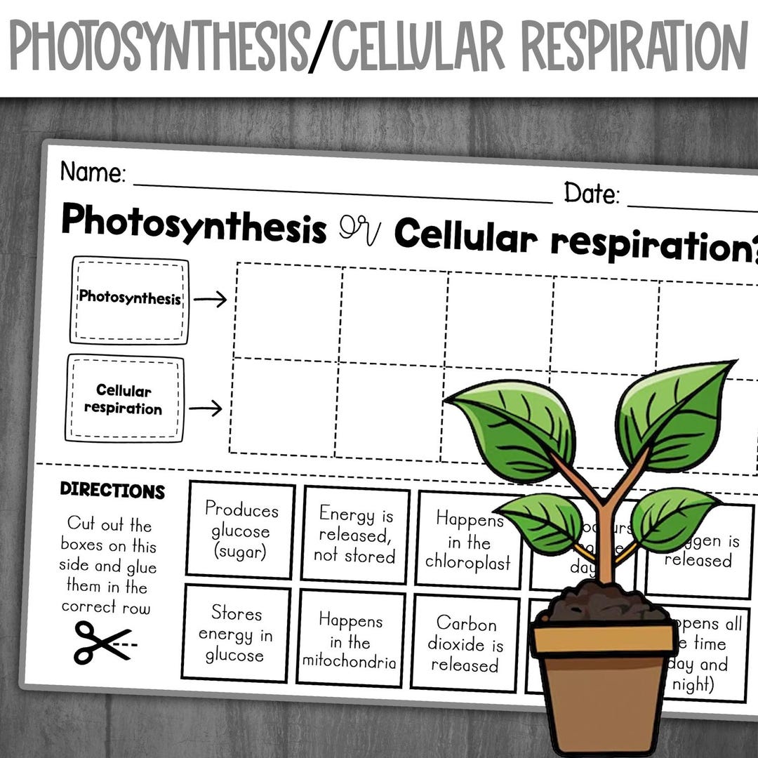 Photosynthesis and Cellular Respiration Sorting Activity | Cut and ...