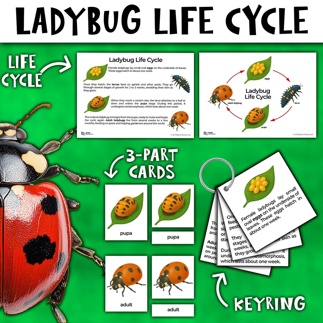 Ladybug Life Cycle | All About Ladybugs | Spring Math Activities - Etsy