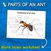 Ant Anatomy Worksheet | Parts of an Ant Diagram | REAL IMAGE | Labeled ...