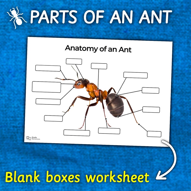 Ant Anatomy Worksheet | Parts of an Ant Diagram | REAL IMAGE | Labeled ...