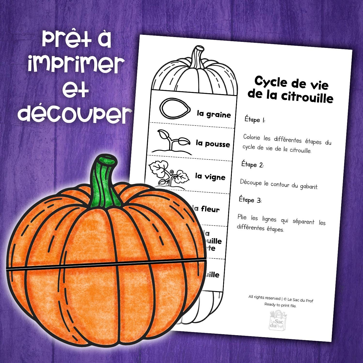 French Pumpkin Life Cycle Craft | Cycle De Vie De Citrouille Maternelle ...
