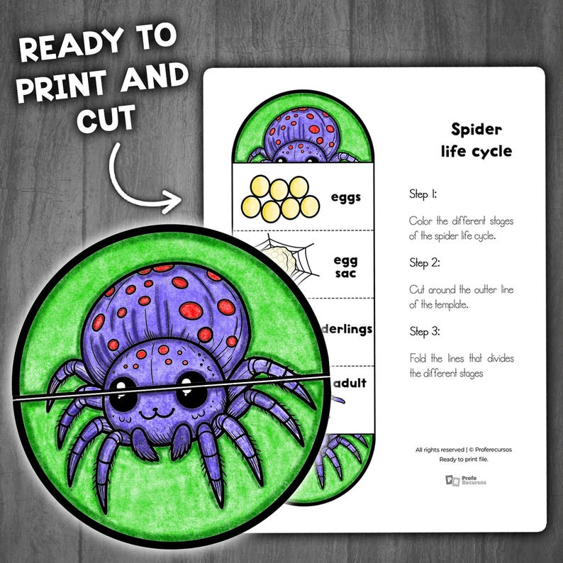Spider Life Cycle Activity Craft | Life Cycle of Spider | Spider ...