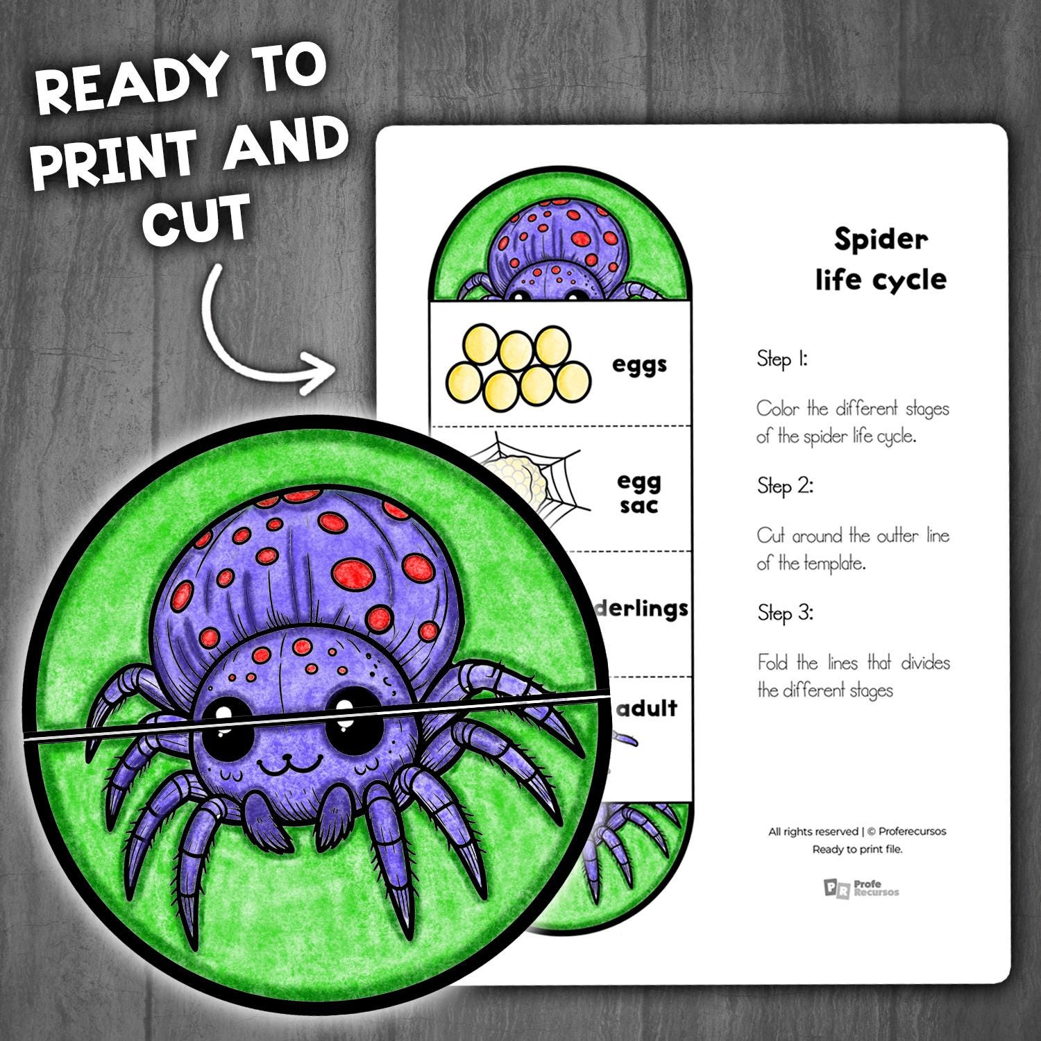 Spider Life Cycle Activity Craft | Life Cycle of Spider | Spider ...
