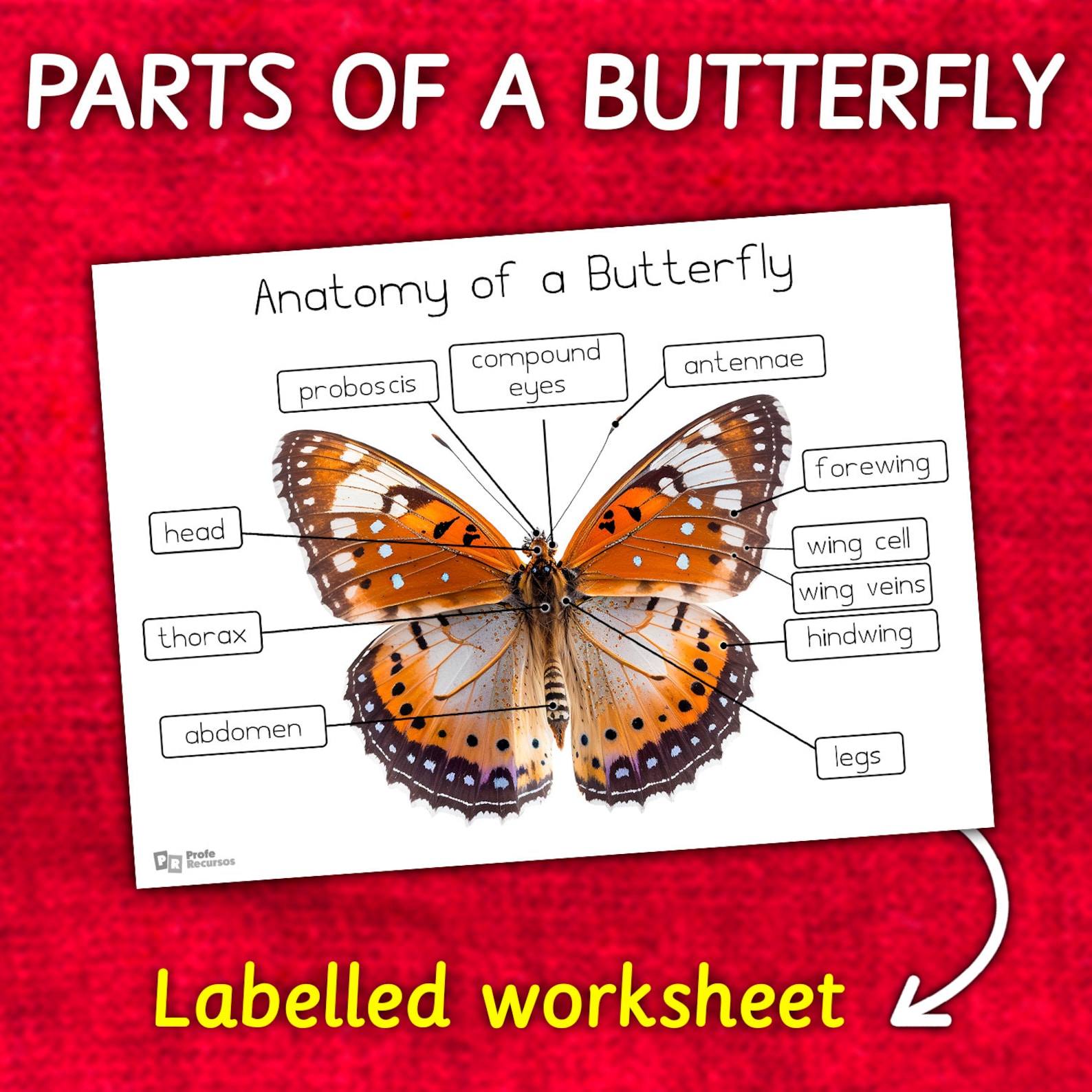 Parts of a Butterfly | Butterfly Anatomy Diagram | REAL IMAGE | Labeled ...