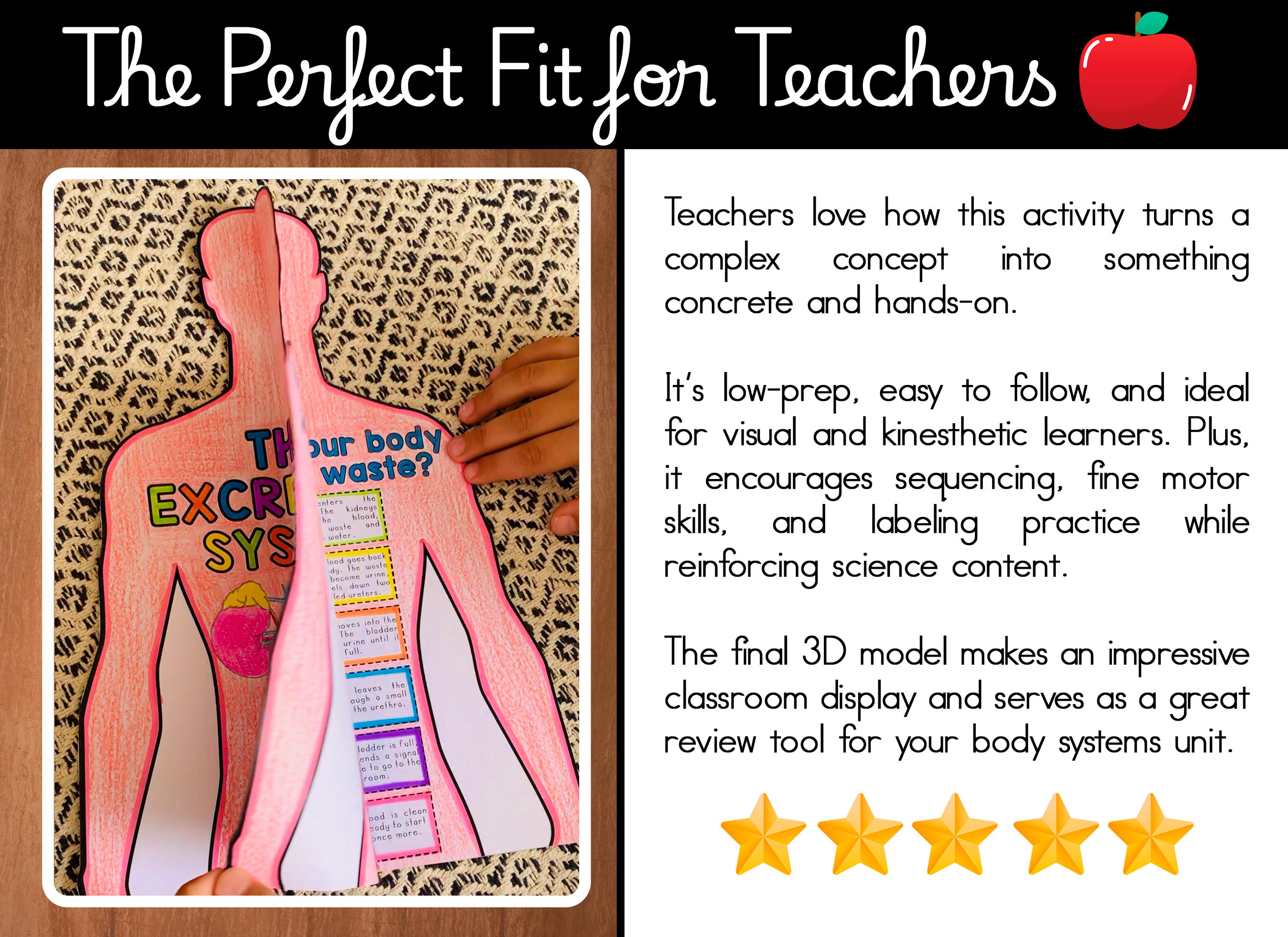 Excretory System 3D Craft | Human Body Science Activity | Printable ...
