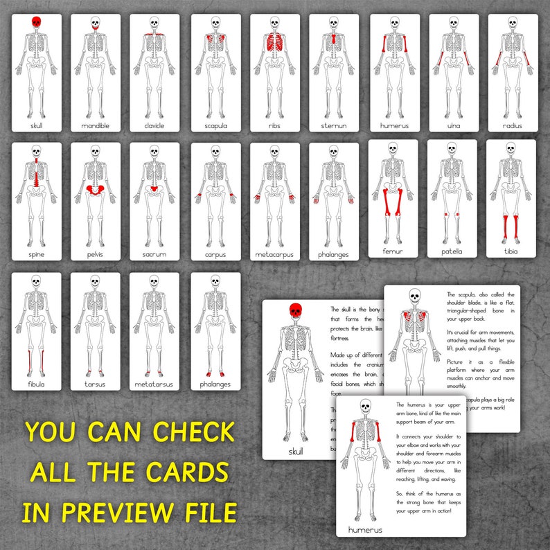 Human Skeleton Montessori Cards 3-part Cards Nomenclature Cards ...