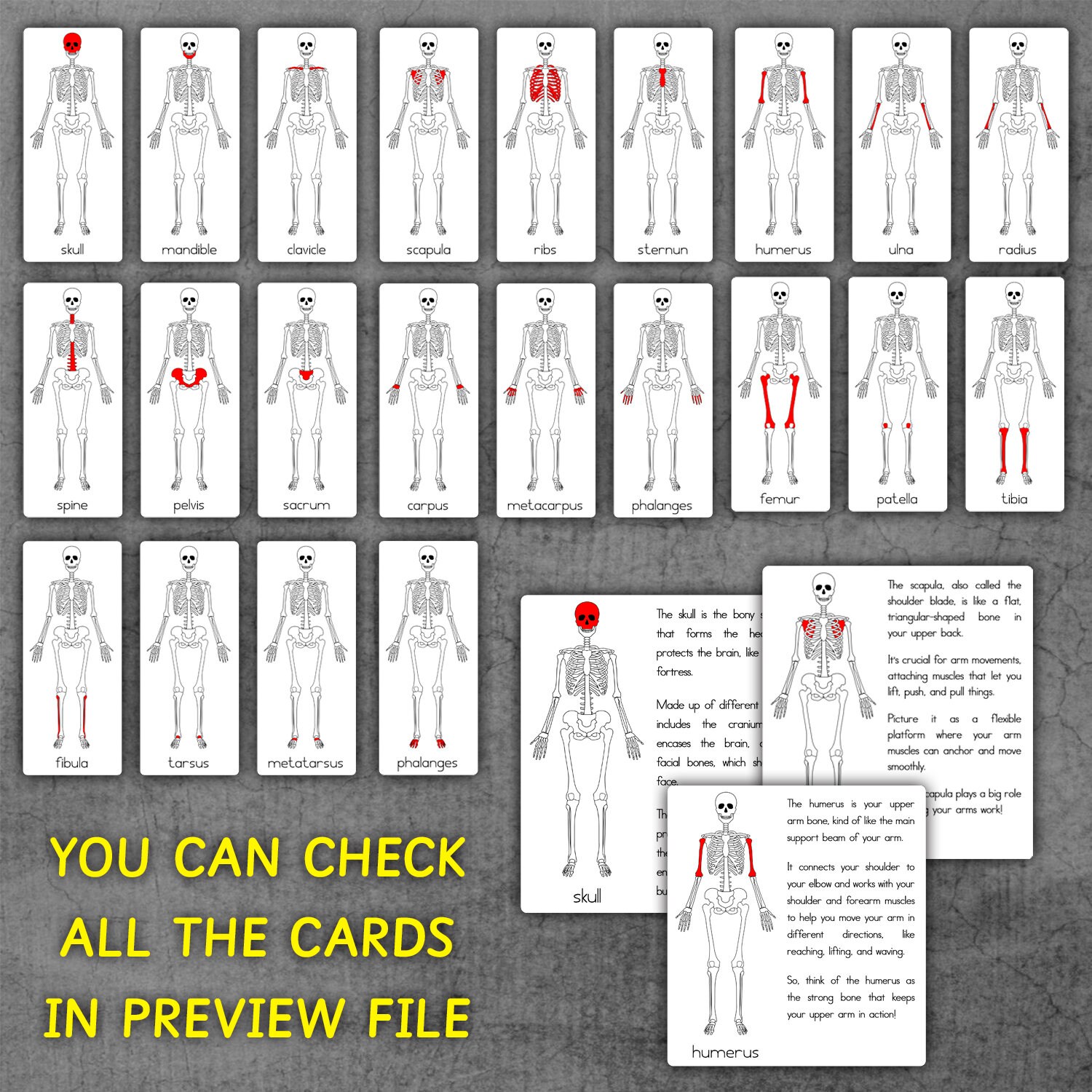 Human Skeleton Montessori Cards 3-part Cards Nomenclature Cards ...