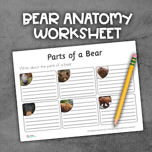 Bear Anatomy Parts Bear Diagram Bear Parts Display Poster All About ...