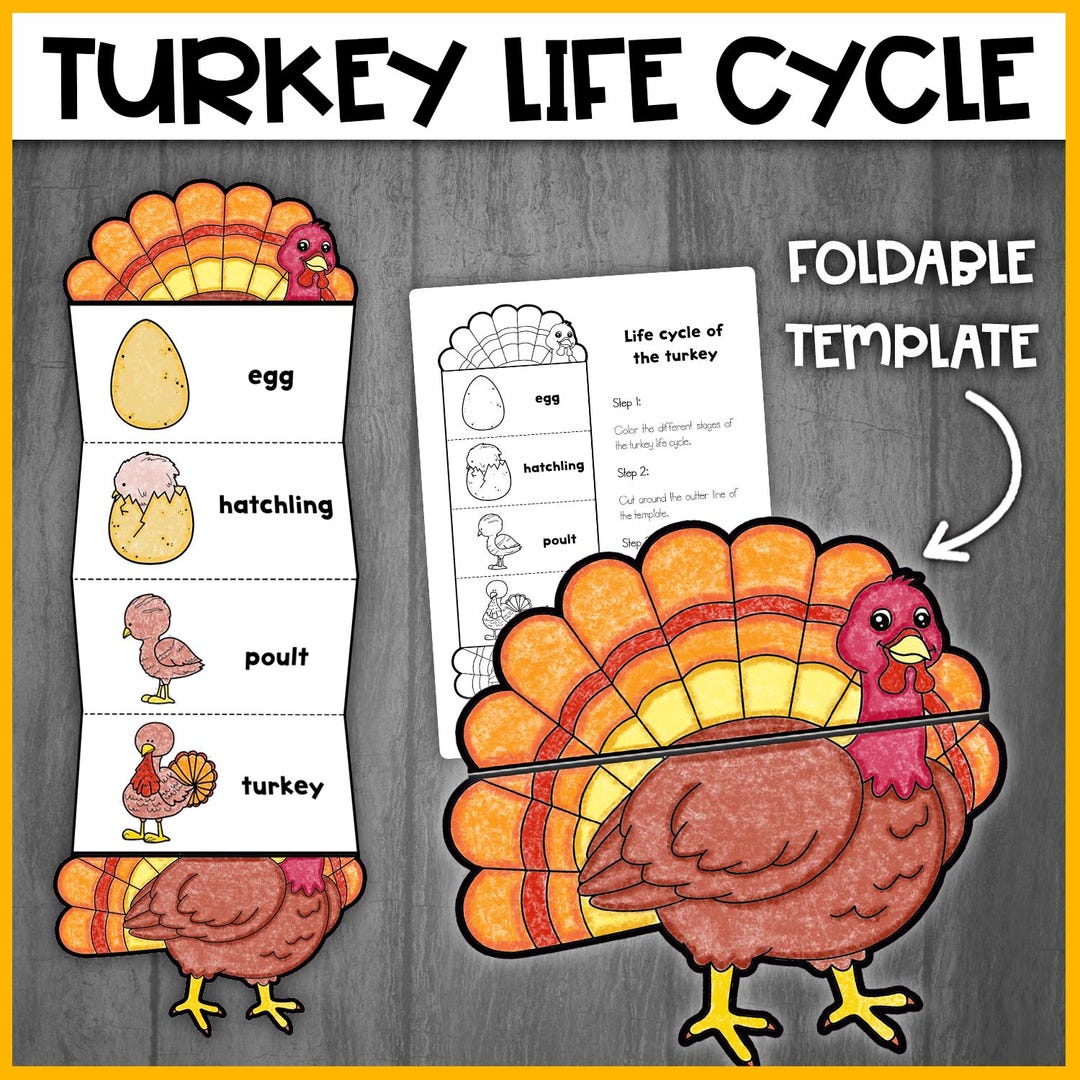 Turkey Life Cycle Craft Activity | Thanksgiving Turkey Craft ...