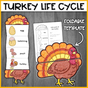 Turkey Life Cycle Craft Activity | Thanksgiving Turkey Craft ...