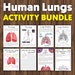 Lungs Activity Bundle Human Lungs Activity Lungs and Respiratory System ...