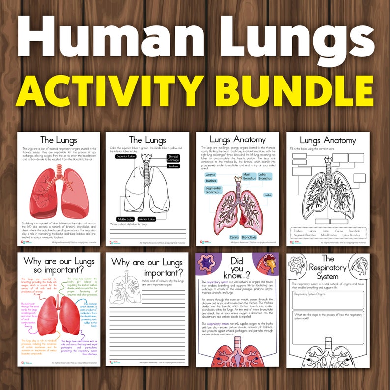 Lungs Activity Bundle Human Lungs Activity Lungs and Respiratory System ...