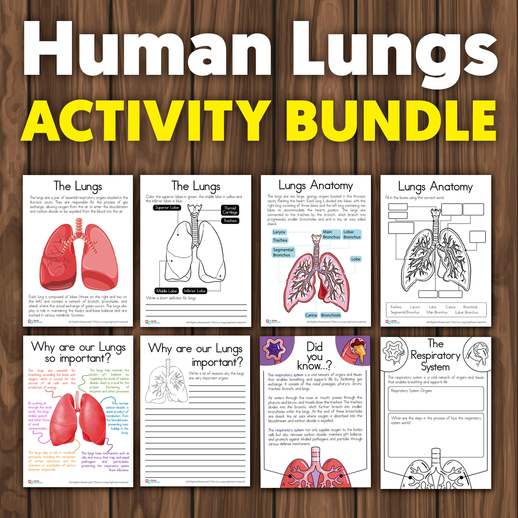 Lungs Activity Bundle Human Lungs Activity Lungs and Respiratory System ...