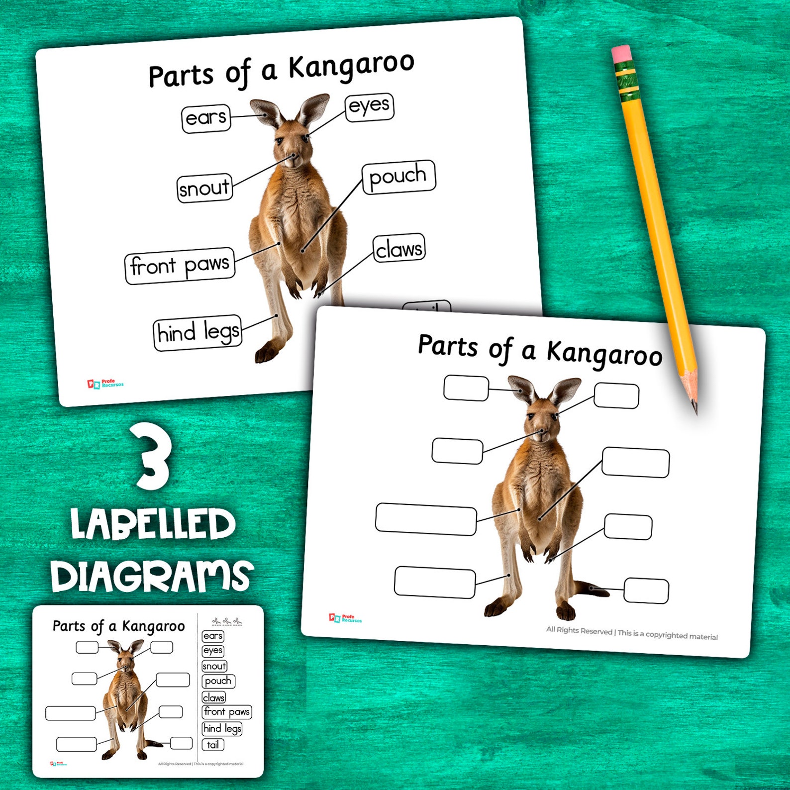 Kangaroo Anatomy Parts of a Kangaroo Labeled Diagram Kangaroo Display ...