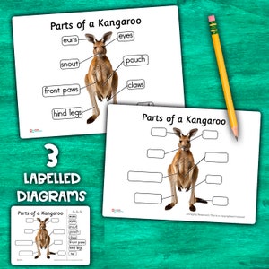 Kangaroo Anatomy Parts of a Kangaroo Labeled Diagram Kangaroo Display ...