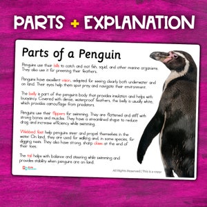 Parts of a Penguin Anatomy of a Penguin Parts for Kids Penguin Labeled ...