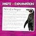Parts of a Penguin Anatomy of a Penguin Parts for Kids Penguin Labeled ...