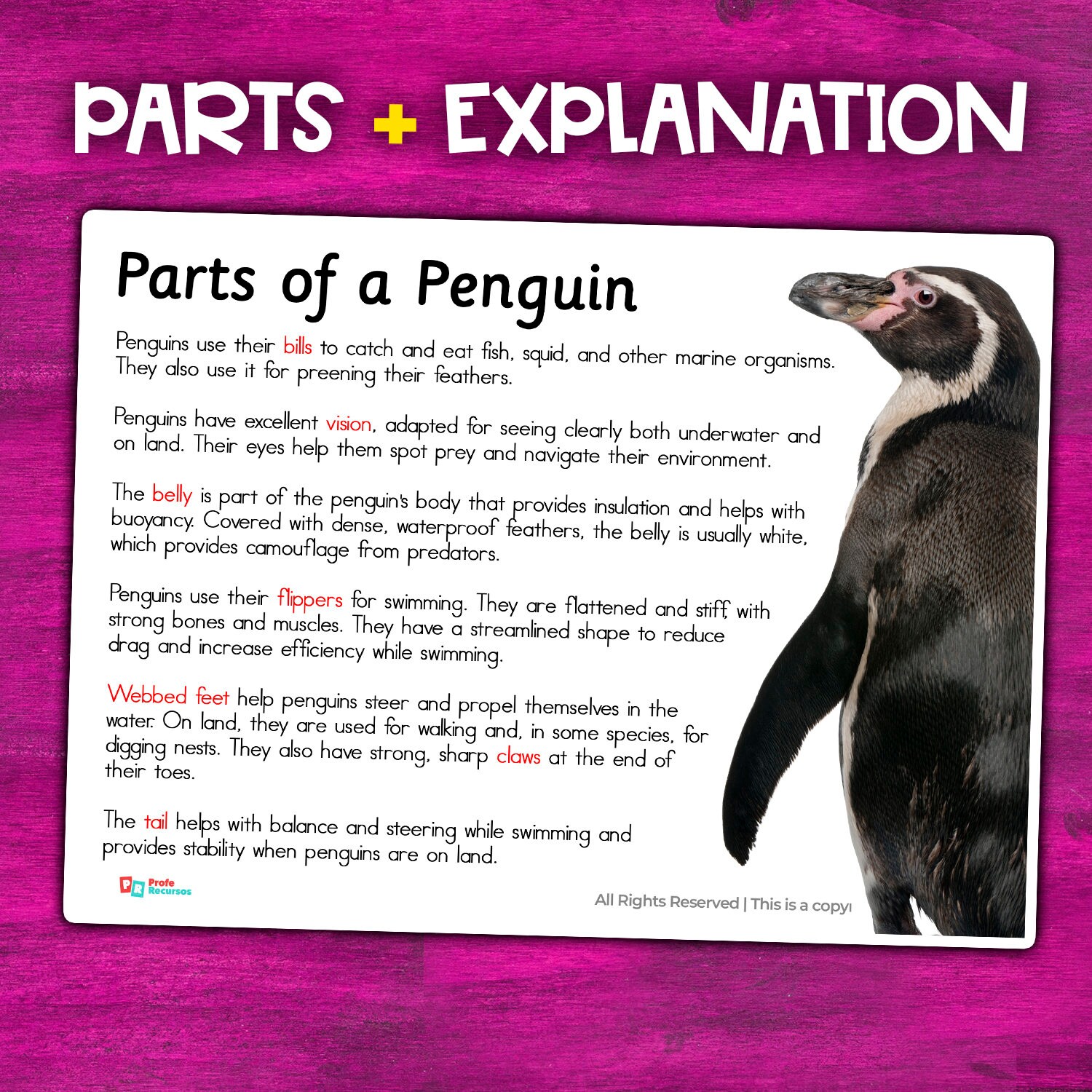 Parts of a Penguin Anatomy of a Penguin Parts for Kids Penguin Labeled ...