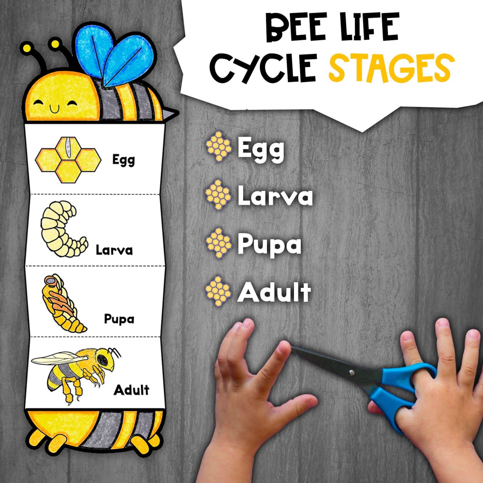 Bee Life Cycle Learning Activity for Kids | Foldable Craft Activity ...
