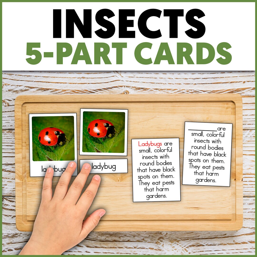 Insects Vocabulary Cards Insects 5 Part Cards Insects and Bugs ...